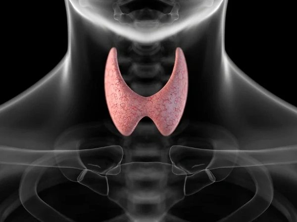 The Early Warning Signs of Thyroid Problems | STDWatch.com