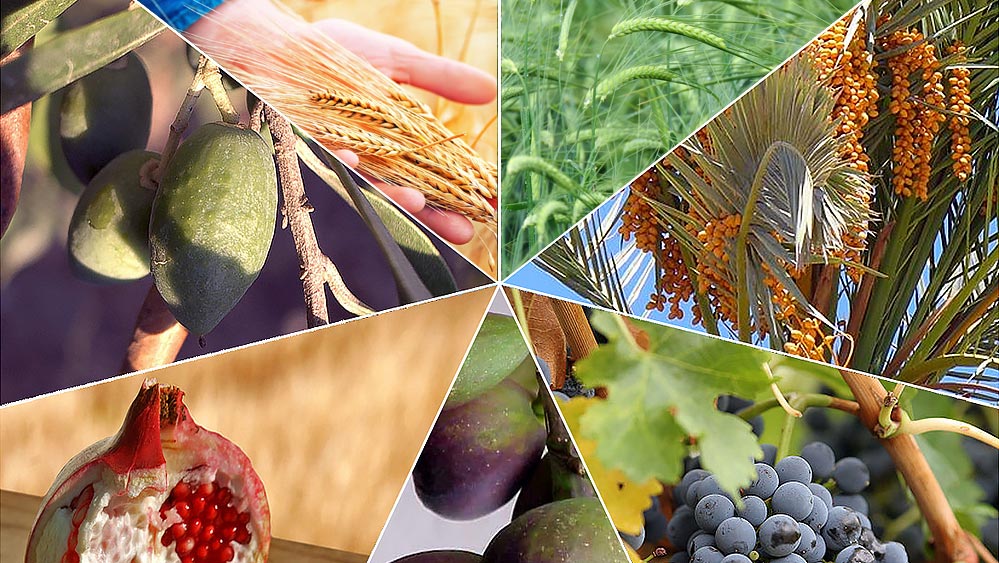 God's First Fruits | Torah Portions | FFOZ