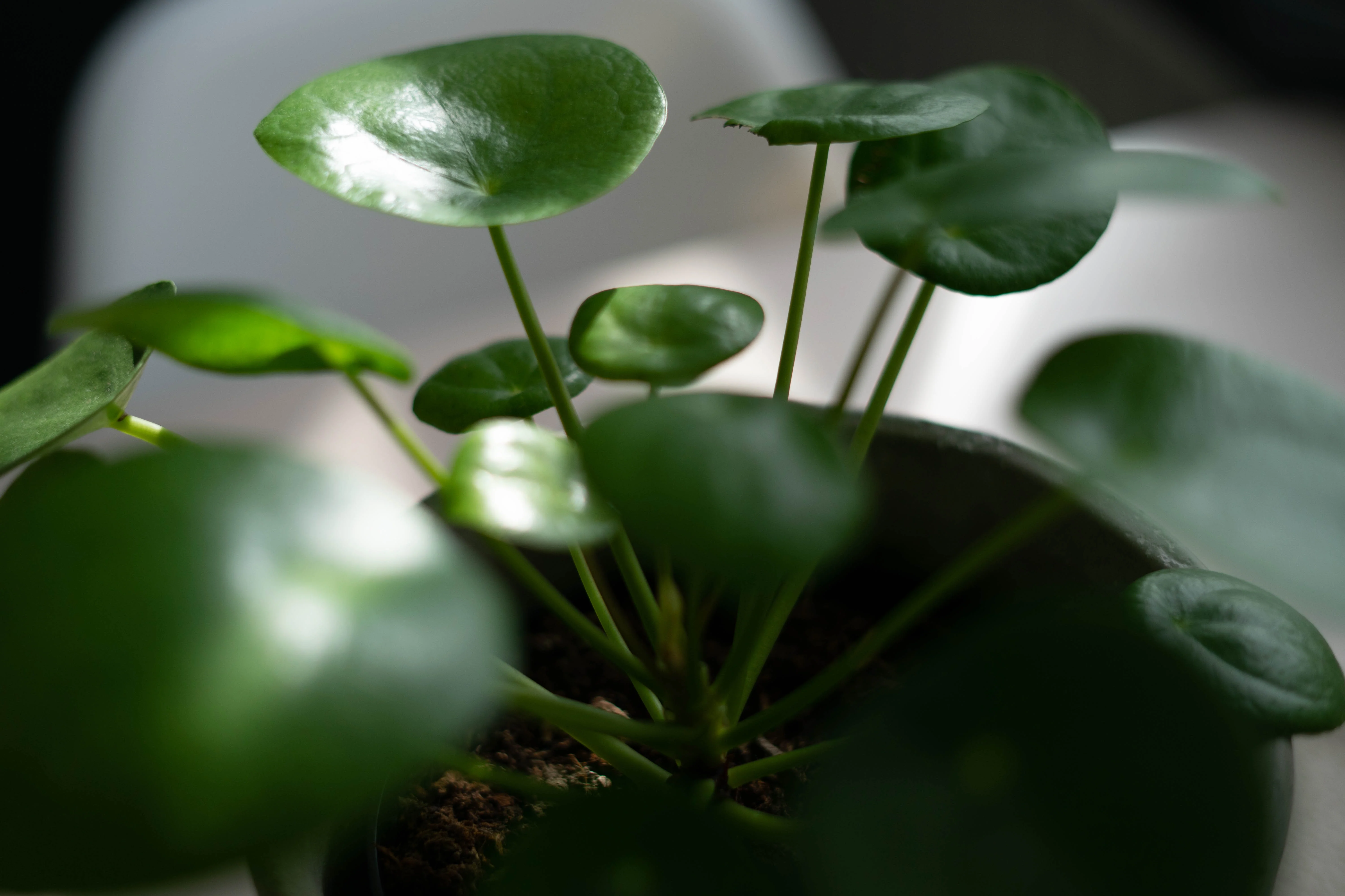 Flora | Dracaena Janet Craig