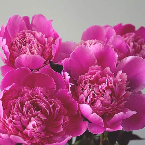 Peony Flower | Best Flower Site