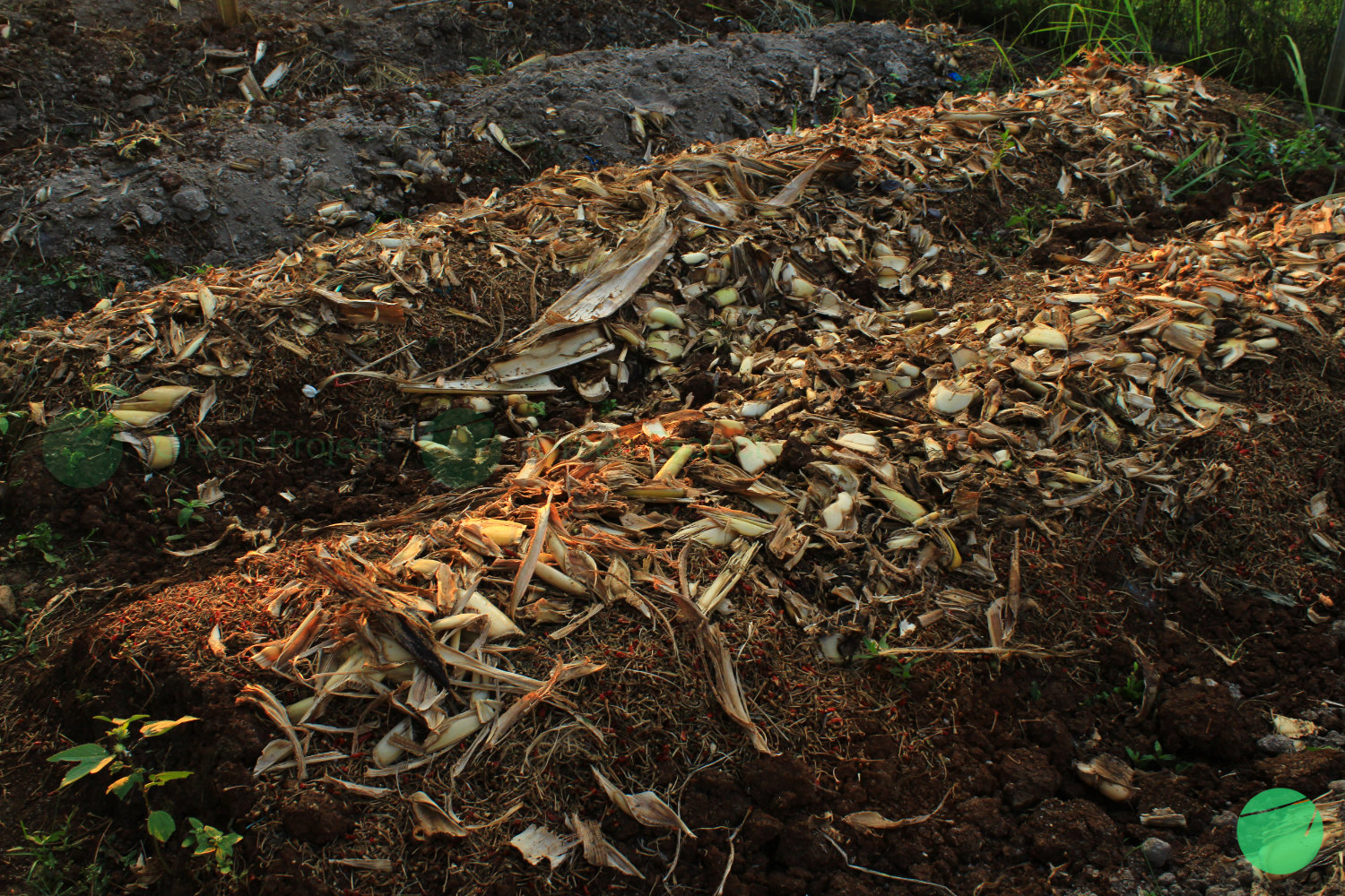 Penggunaan Gedebong atau Batang Pisang sebagai Media Tanam