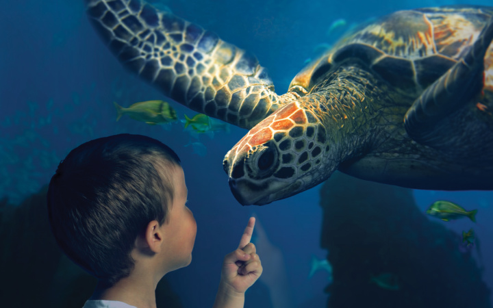 SEA LIFE Scheveningen tickets met korting - Boek nu! - Leukstetickets.nl