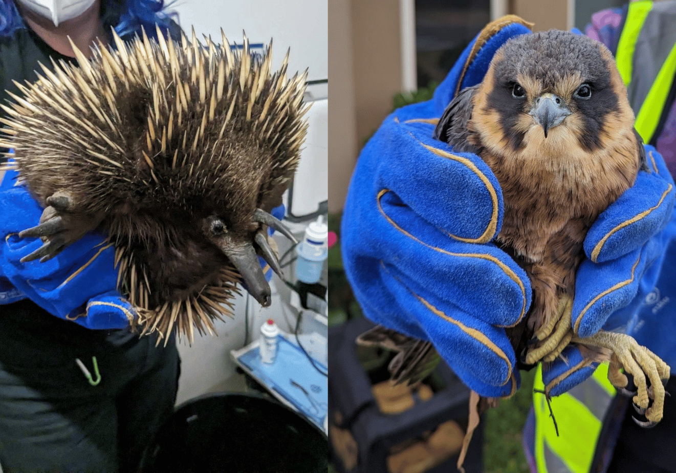 Entry level jobs working with animals in Australia | Jora