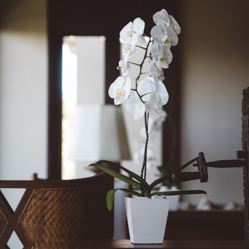 How to care for orchids | Interflora