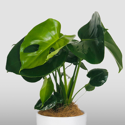 Christmas Gifts for Parents | Interflora