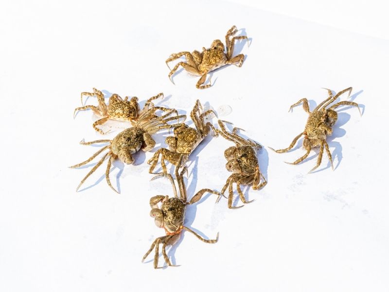 Pubic lice, causes, symptoms & treatment | STDWatch.com