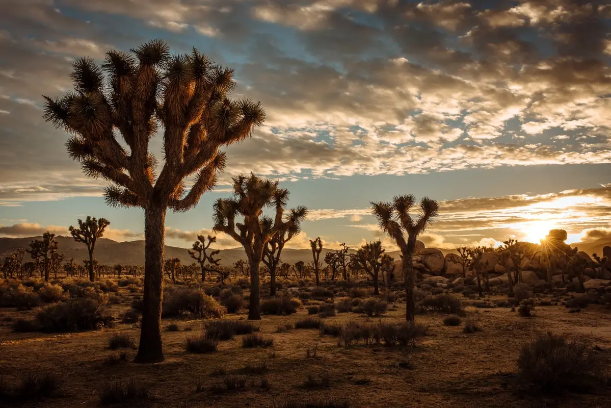 Joshua Tree Vacation Guide | Marbella Lane