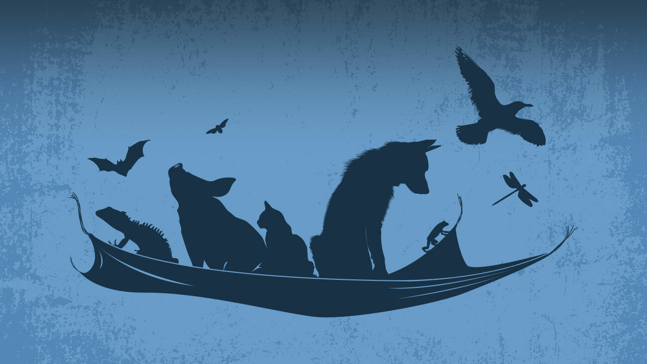 Get up, Peter! Kill and Eat! | Read | Messiah Online | FFOZ