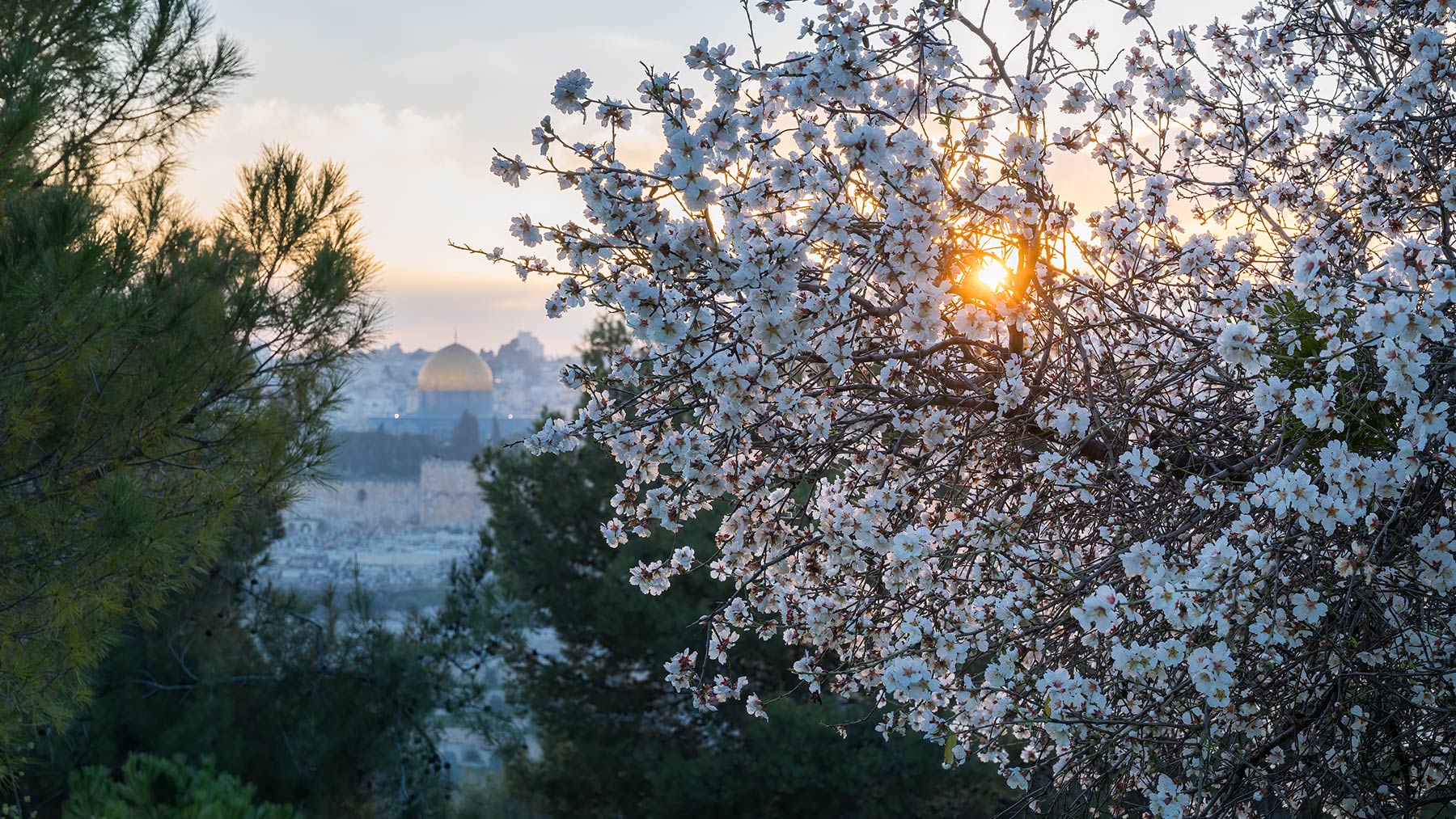 The Ingathering of Israel | Read | Messiah Online | FFOZ