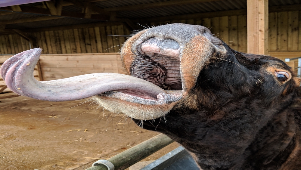 What Causes Mad Cow Disease