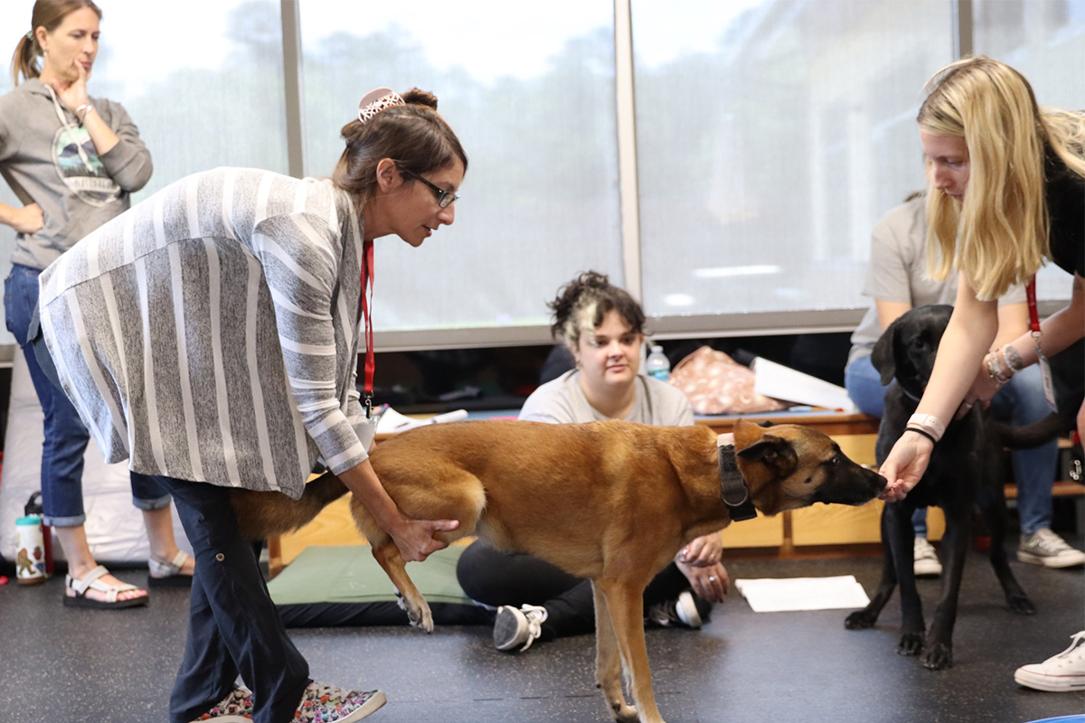Canine Rehabilitation - Chi University