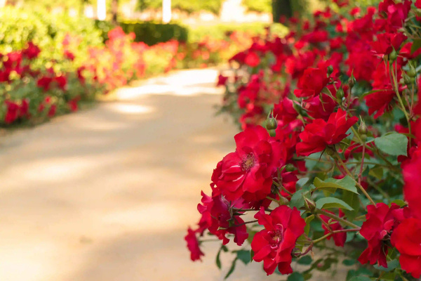 Flora | Top 10 Most Popular Roses