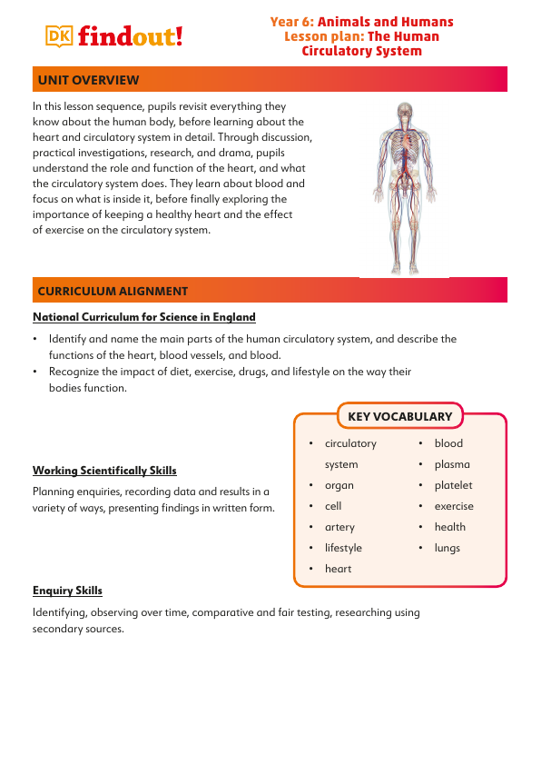 DKfindout! Science Year 6 Lesson Plan