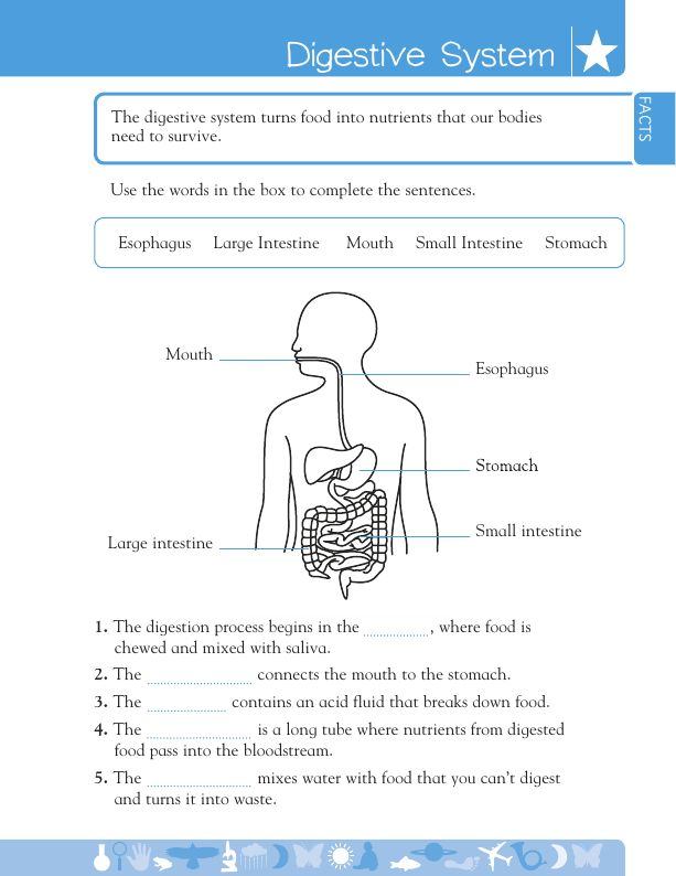 Free DKfindout! Worksheet: Digestive System