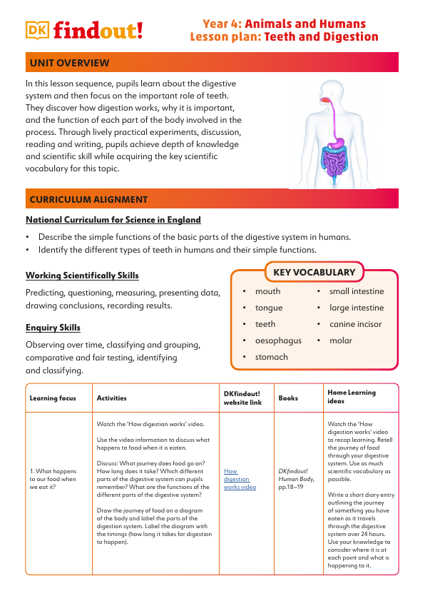 DKfindout! Science Year 4 Lesson Plan
