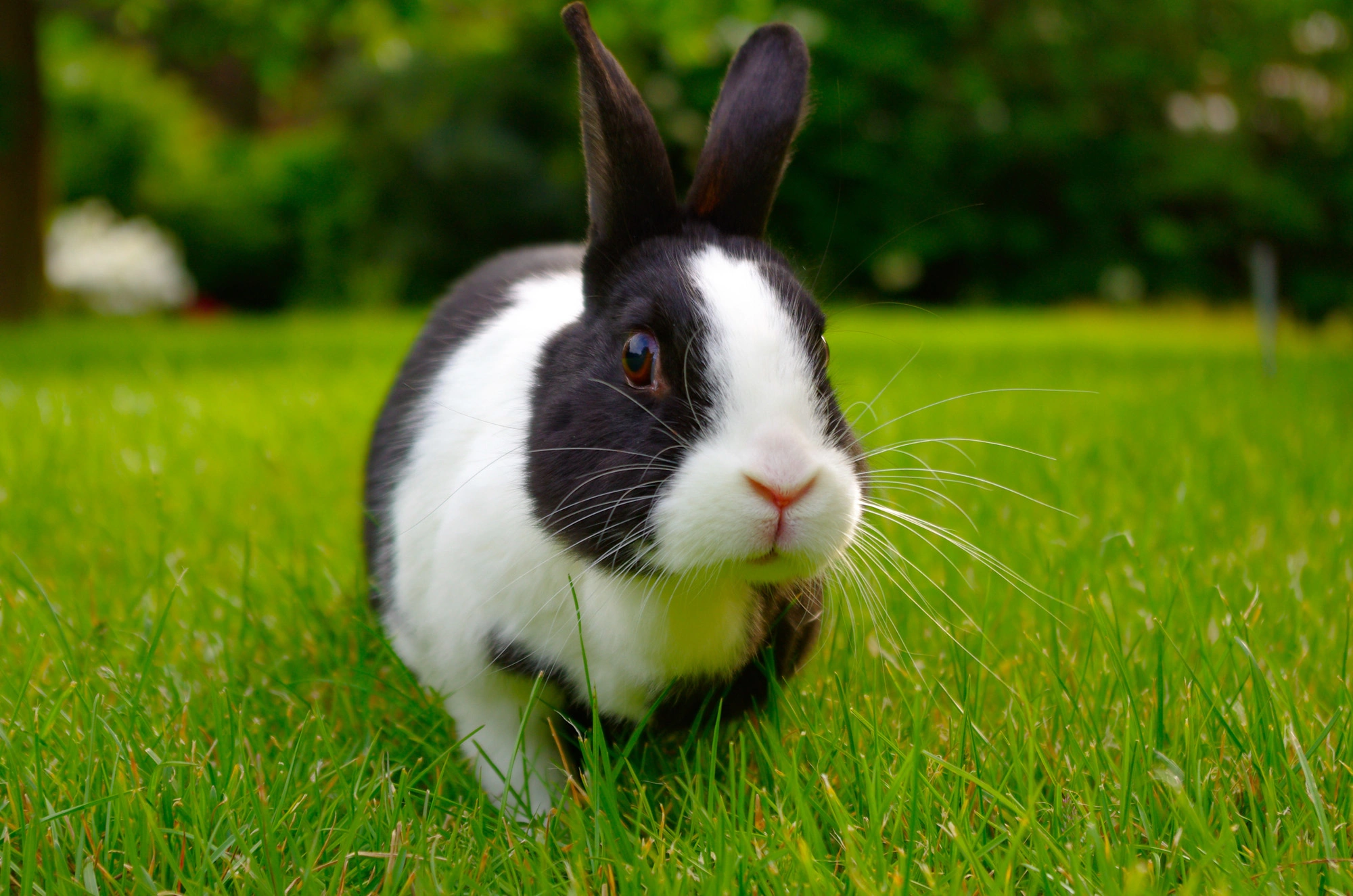 Dutch Rabbits Breed - Information, Temperament, Size & Price | Pets4Homes