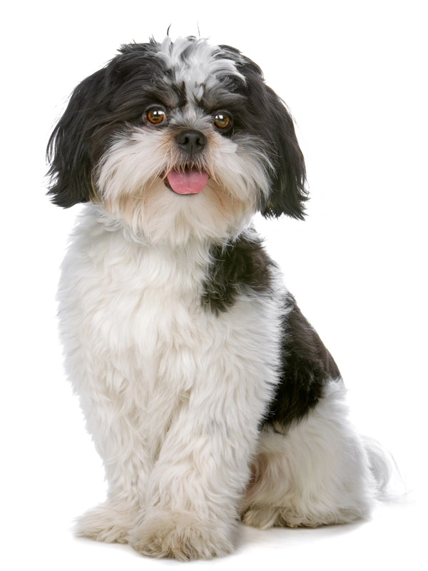 Boomer Honden Ras: Karakter, Levensduur & Prijs | Puppyplaats