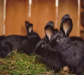 Siberian Rabbits Breed - Information, Temperament, Size & Price ...