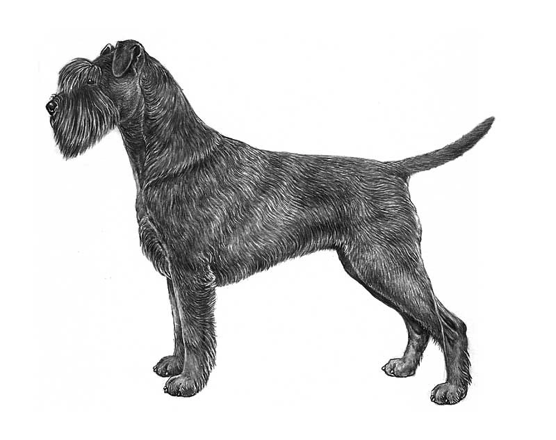 Schnauzer Dogs Breed | Facts, Information and Advice | Pets4Homes