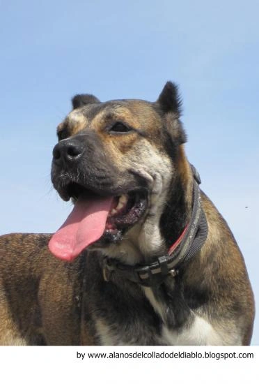 Alano Español Perros Raza - Características, Fotos & Precio | MundoAnimalia