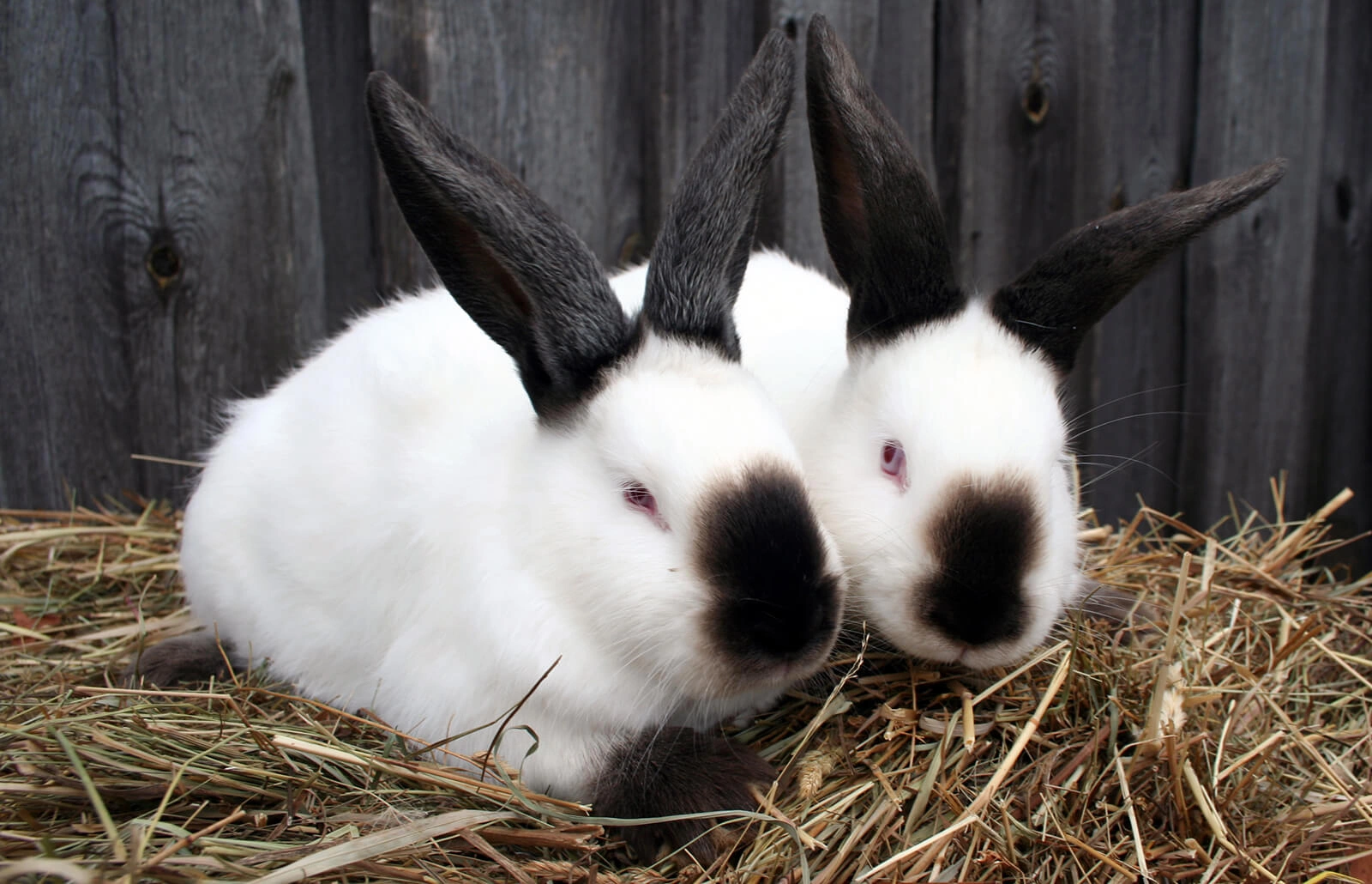 Himalayan Rabbits Breed - Information, Temperament, Size & Price ...