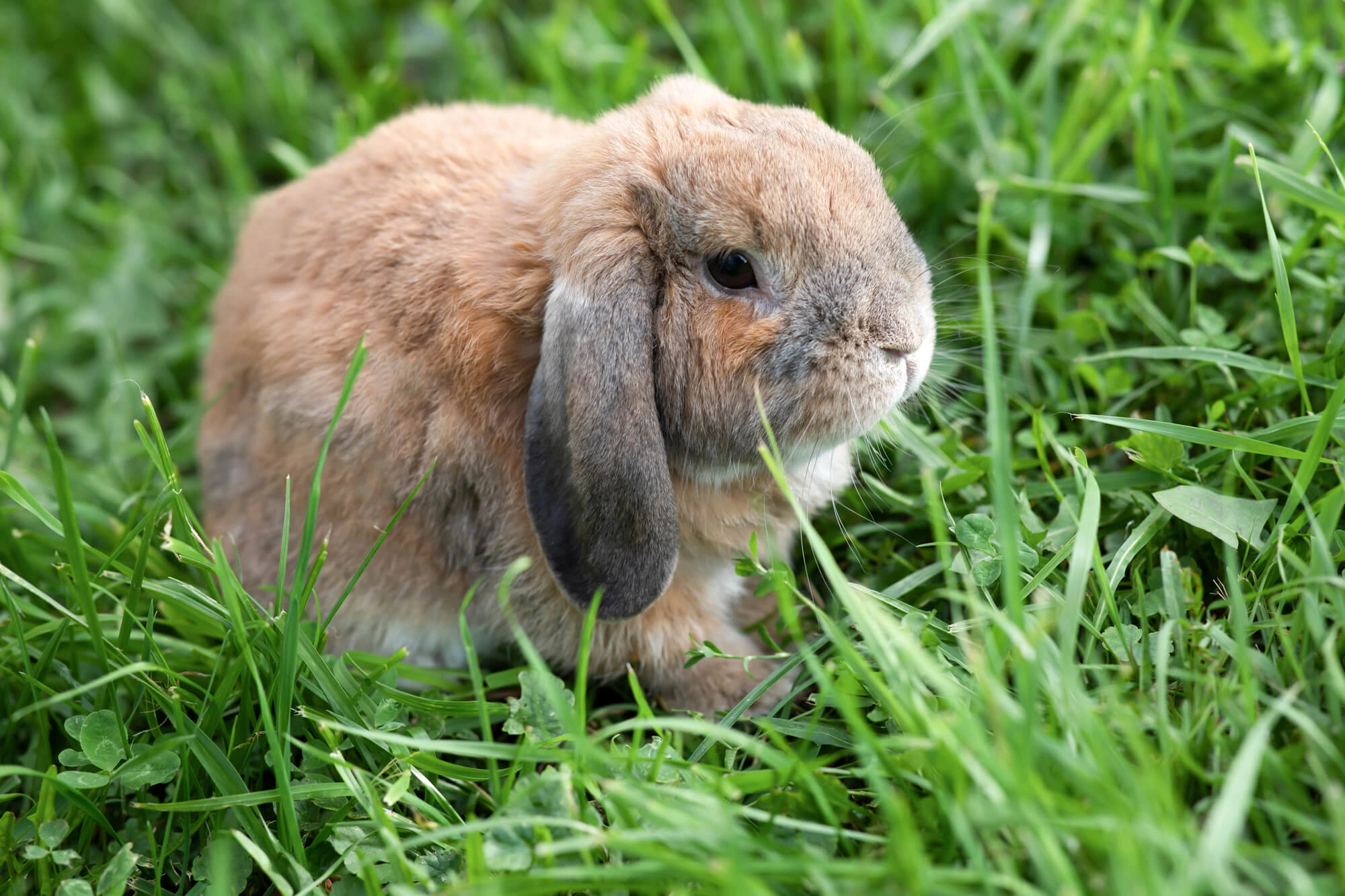 Mini Lop Rabbits Breed - Information, Temperament, Size & Price ...