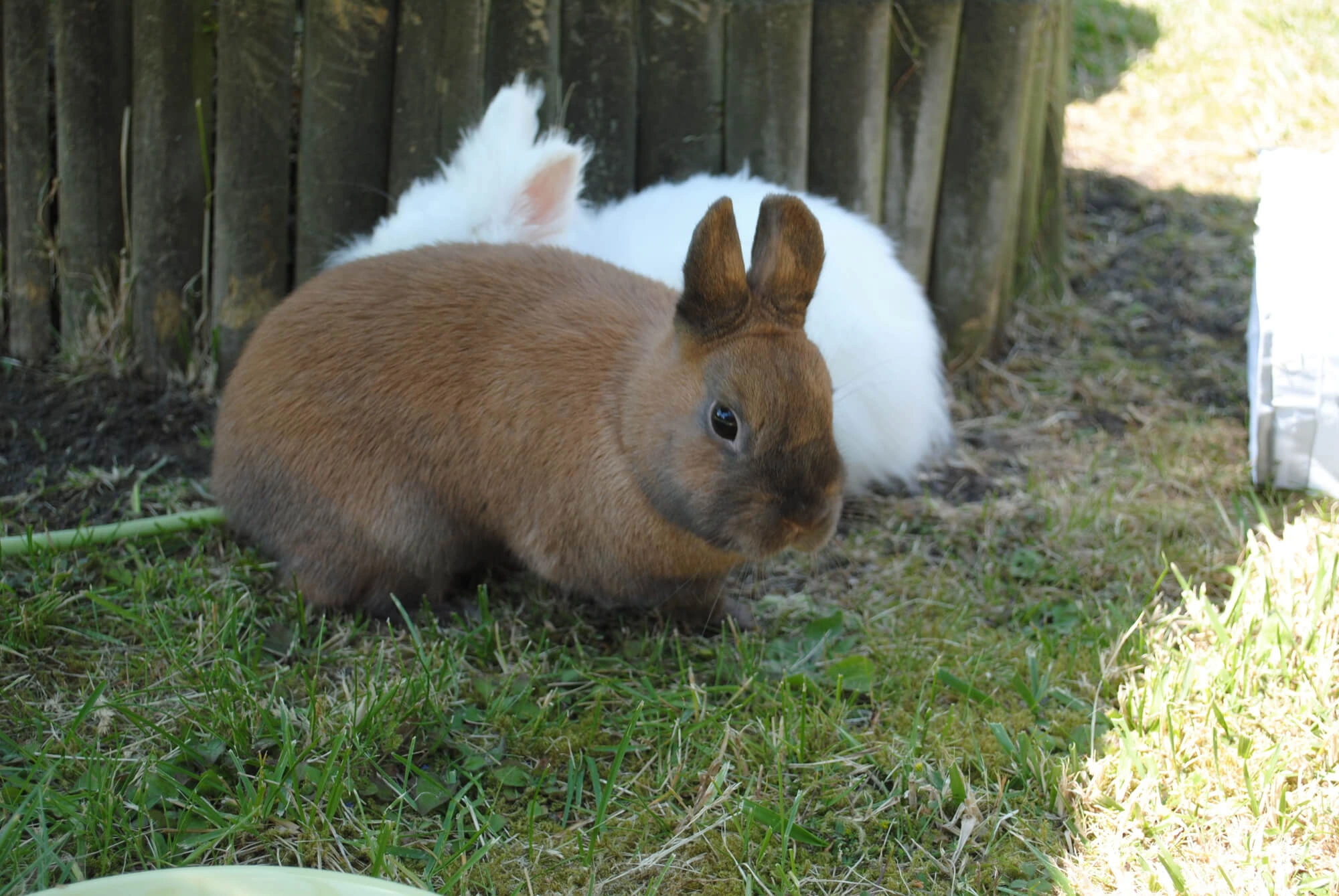 Thuringer Rabbits Breed - Information, Temperament, Size & Price ...