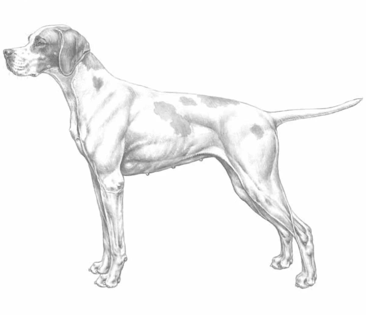 Pointer Dogs Breed | Facts, Information and Advice | Pets4Homes