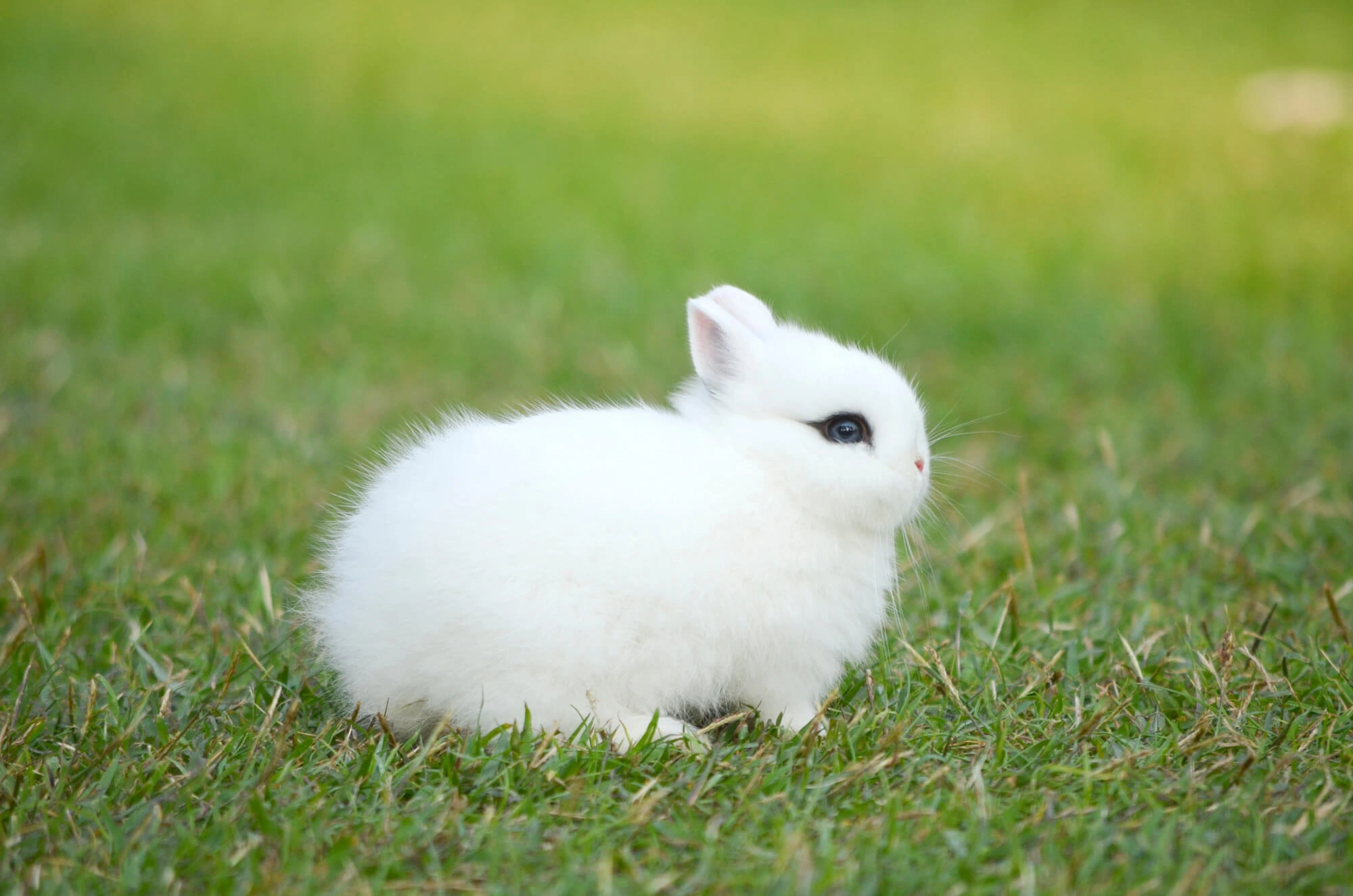 Dwarf Hotot Rabbits Breed - Information, Temperament, Size & Price ...