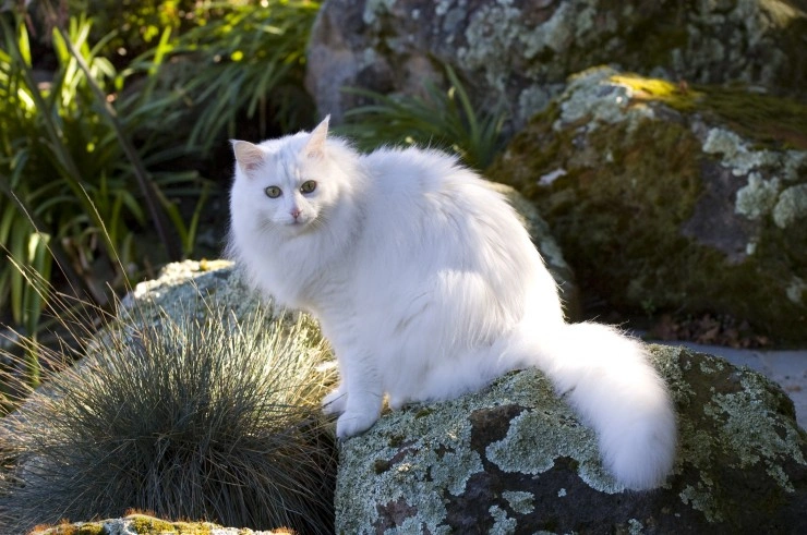 Gato Angora Turco Adorable Turkish Angora Cat With Stunning Blue Eyes