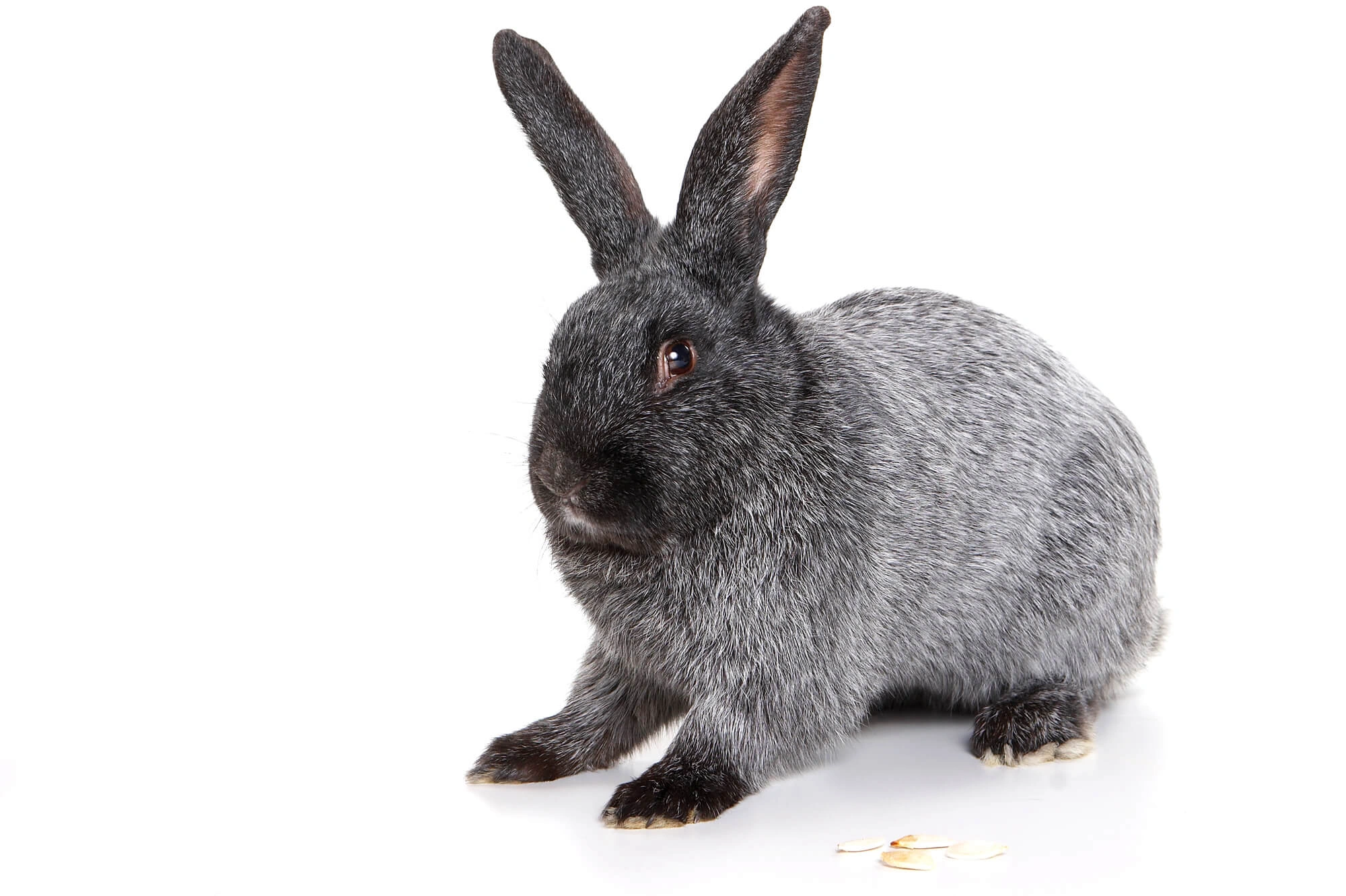 Silver Fox Rabbits Breed - Information, Temperament, Size & Price ...