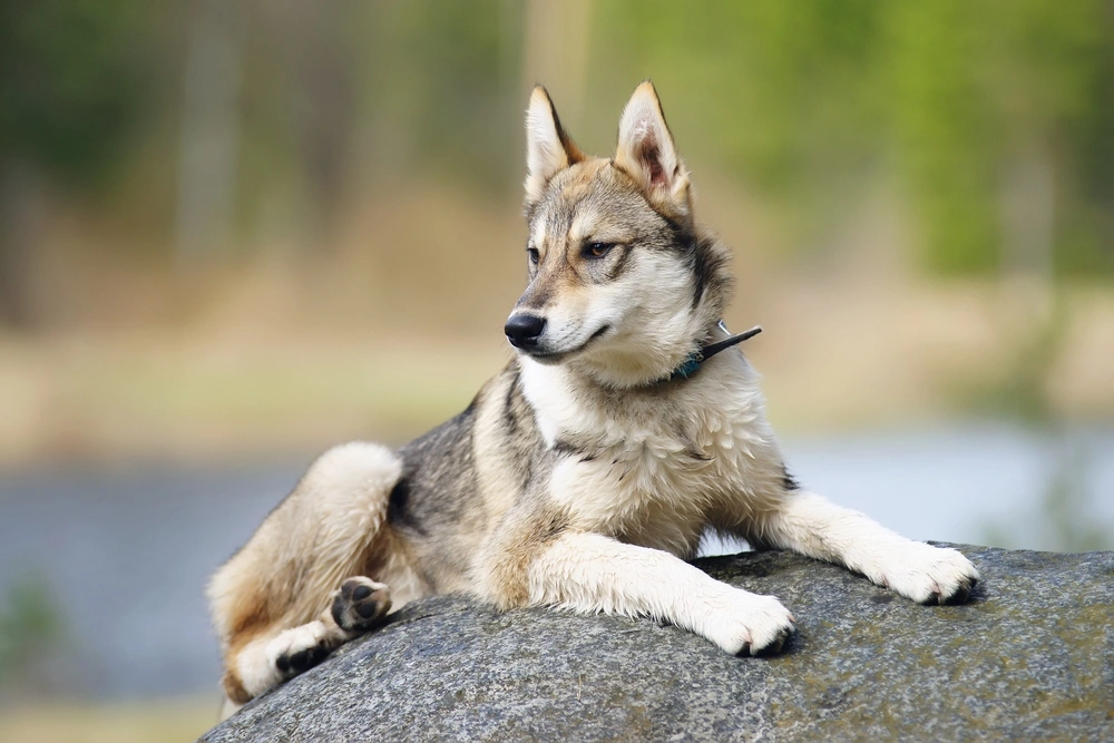 Laika de Siberia Occidental Perros Raza - Características, Fotos ...