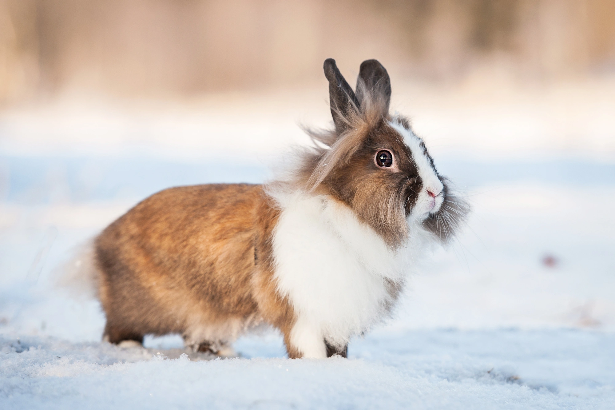 Lionhead Rabbits Breed - Information, Temperament, Size & Price ...