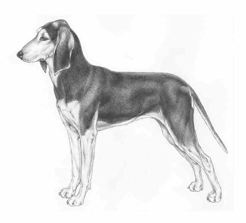 Segugio Italiano Cani Razza - Prezzo, Temperamento & Foto | AnnunciAnimali