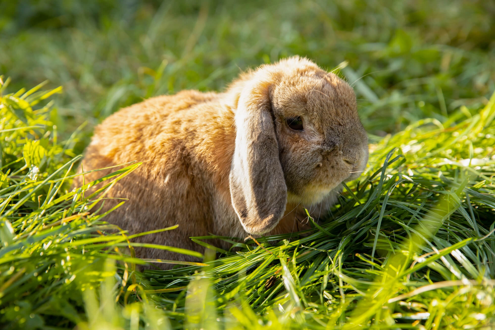 German Lop Rabbits Breed - Information, Temperament, Size & Price ...
