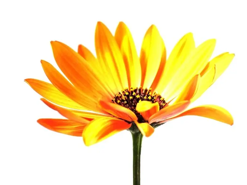 Signs of a Spanish recovery | Shares Magazine