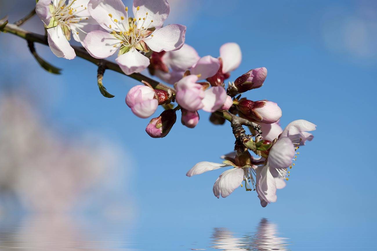 Korach | Torah Portions | FFOZ