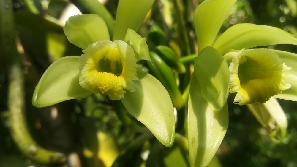 Planta de vanilie: Specie, origine și cultivare