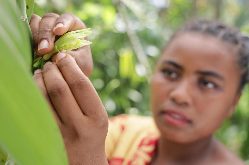 Vanillepflanze: Arten, Herkunft und Anbau