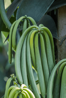 Vanilka - Rostlina a komodita | Dr. Oetker