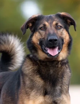 Know Your Pet DNA by Ancestry®