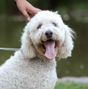 Know Your Pet DNA by Ancestry®