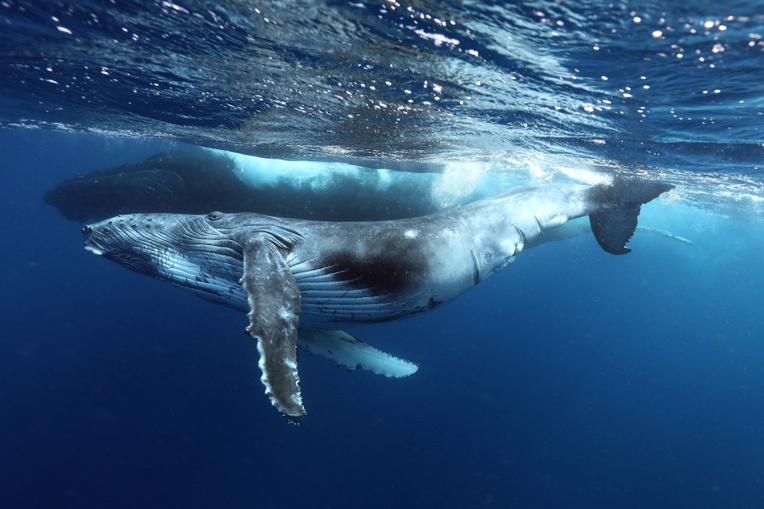 Willed and Sea Shepherd Australia