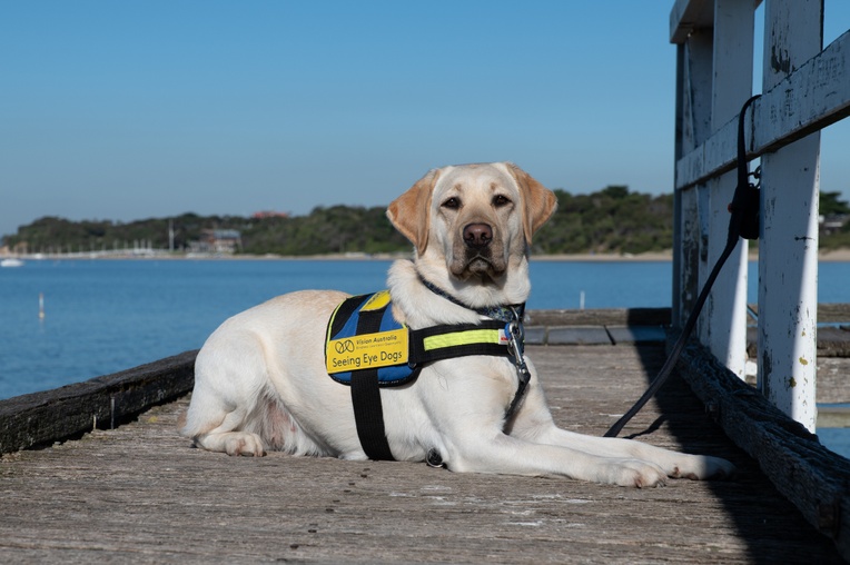 Willed and Vision Australia Seeing Eye Dogs