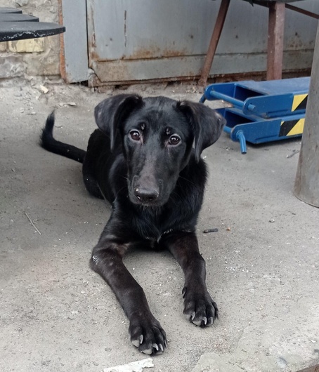 Willed and Dog Rescue Inc