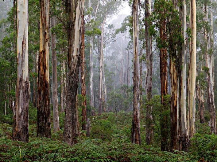 Willed and Nature Conservation Council NSW