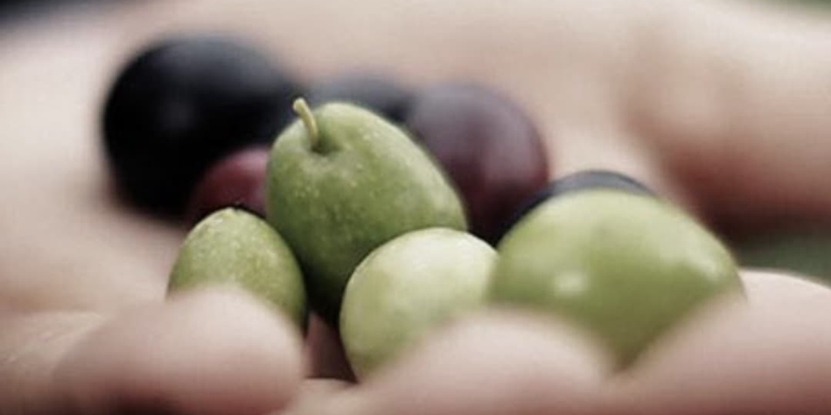 Saudi Olives | Colin Rhys