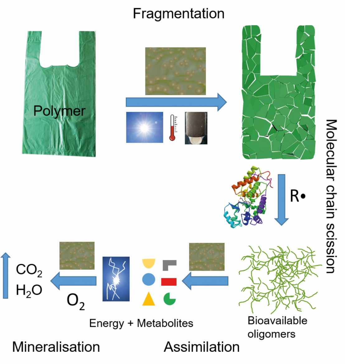 A primer to enzymatic polymer degradation | GDCh.app