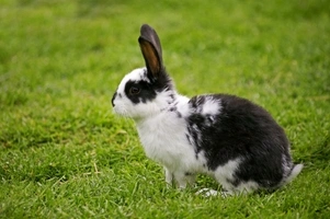Rabbits Breeds | Rabbits Breed Information and Facts | Pets4Homes