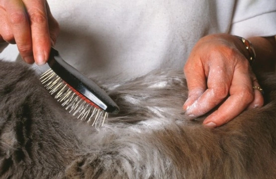 Six top tips for fighting fleas | Pets4Homes